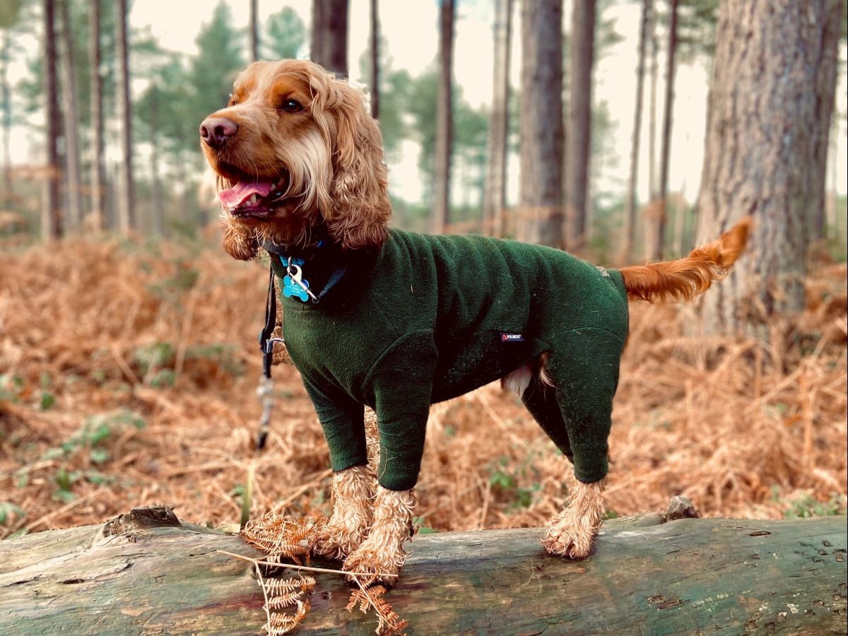 Shopping, Food and Drink, Willowgate Activities, Ceilidh, Disco and more