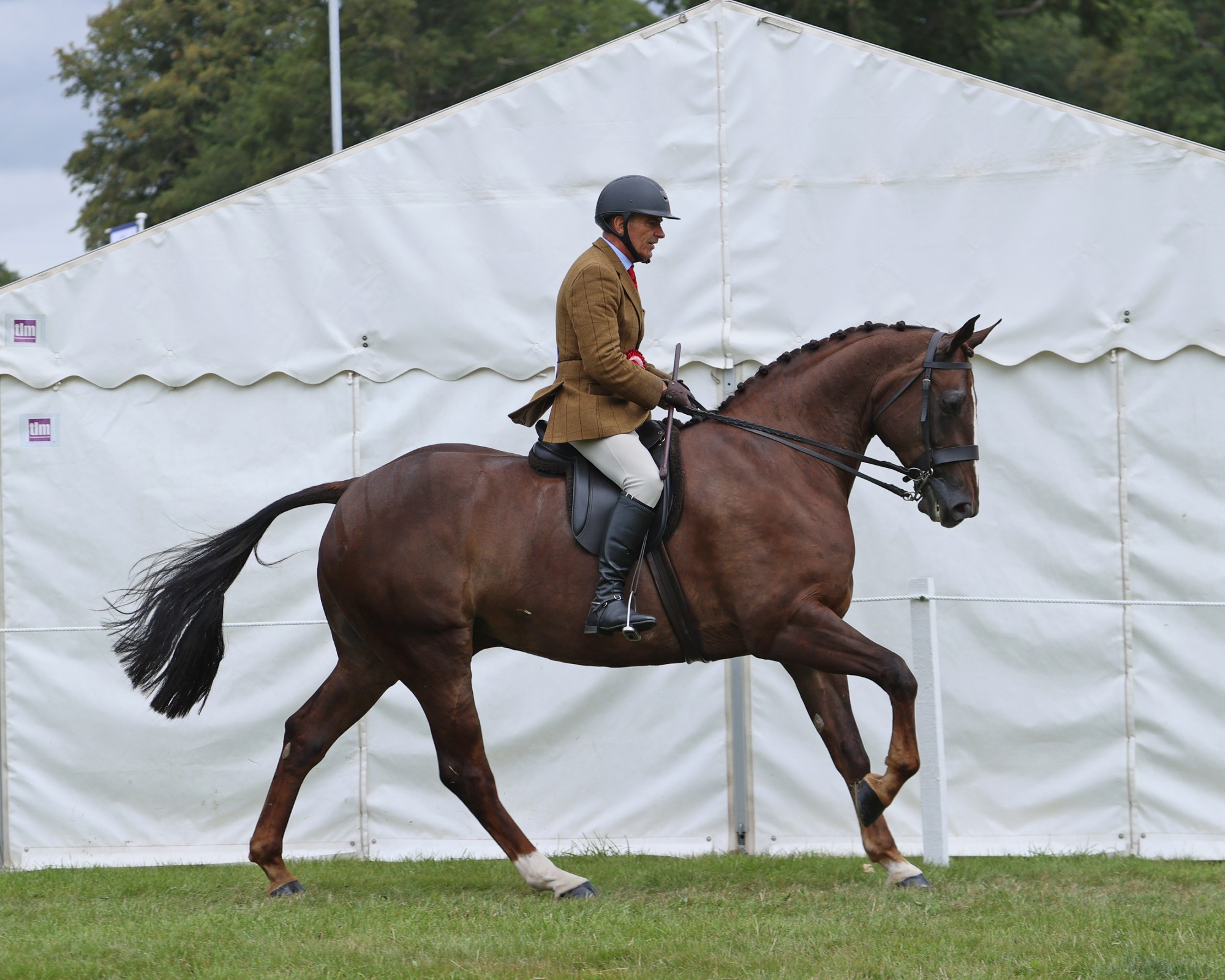 Ridden and working Hunter Show horse trials at Scone Palace